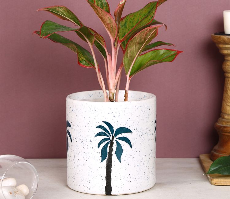 Office Decor: Buy Office Decor Items Online Upto 60% Off | Wooden Street